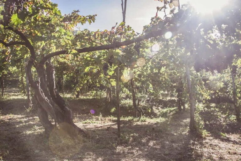 Amalfi Coast: Vineyard Tour with Wine Tasting and Lunch - Why This Tour Stands Out