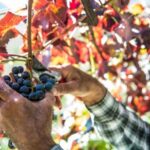 Amalfi Coast vintage tour with cheese and wine tasting - What You’ll Really Take Away