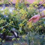 Amalfi: Grow your own vegetables and enjoy lunch with wine - The Land and the Cultivation Process