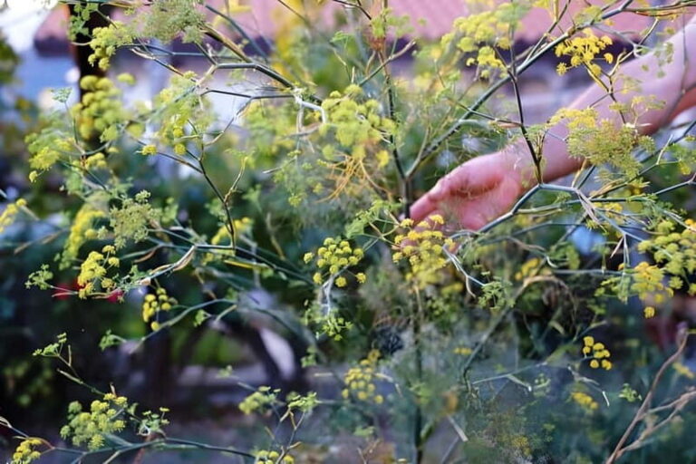 Amalfi: Grow your own vegetables and enjoy lunch with wine - The Land and the Cultivation Process