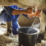 Amalfi: Milk the cows, Make Pasta, Mozzarella and Tiramisù! - Practical Details & Value Analysis