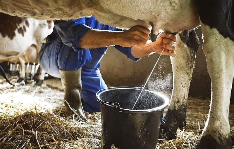 Amalfi: Milk the cows, Make Pasta, Mozzarella and Tiramisù! - Practical Details & Value Analysis