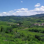 Amarone vertical tasting: A unique experience tasting different vintages of Amarone - What Makes This Tour Stand Out?