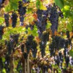 Amarone Wine Tour & Tasting from Venice, Padua or Verona - A Deep Dive Into the Experience