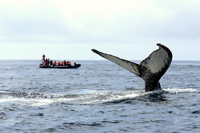 Among Whales Dolphins and Volcanoes Full Day Tour With Lunch - The Full-Around Experience