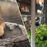 Amsterdam: ARTIS Royal Zoo and ARTIS Groote Museum Ticket - Combining the Experiences