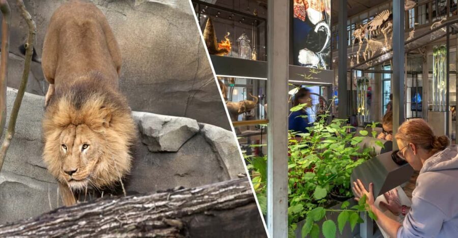 Amsterdam: ARTIS Royal Zoo and ARTIS Groote Museum Ticket - Combining the Experiences