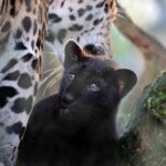 Amsterdam: ARTIS Royal Zoo Entry Ticket - What Are the Main Highlights?