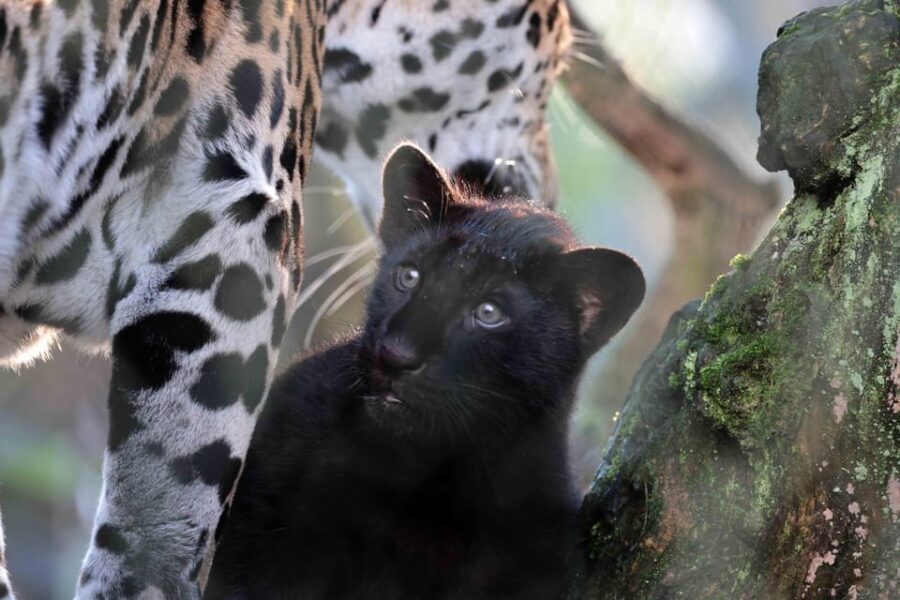 Amsterdam: ARTIS Royal Zoo Entry Ticket - What Are the Main Highlights?