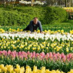 Amsterdam: Keukenhof Entry & Shuttlebus with Flexible Return - Keukenhof at Your Own Pace