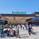 Amsterdam: Keukenhof Tulip Gardens Private Tour - The Itinerary and Highlights
