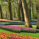 Amsterdam: Keukenhof & Zaanse Schans Windmills Private Tour - What to Expect from the Tour