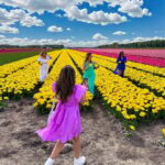 Amsterdam: Tulip Fields Day Tour with Lunch & Windmill - An Honest Look at the Value