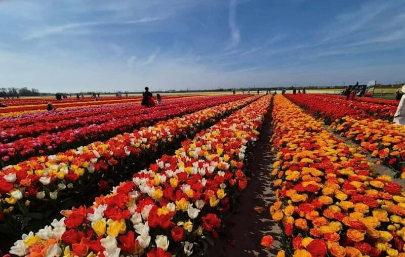 Amsterdam : Tulip Wonderland Tour - What Travelers Say: Authentic Feedback