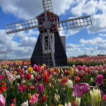 Amsterdam: Villages, Cheese, Windmills,Clogs &county site - What Makes This Tour Valuable?