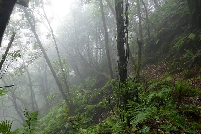 Anaga Total: Adventure between Forests, Summits and Sea. - Key Points:
