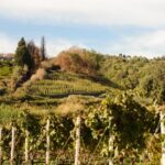 Ancient wine cellar on Mascali with Slow Food tasting - The Itinerary in Detail