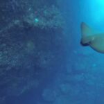 Angra do Heroísmo: Snorkeling Tour by boat - A Closer Look at the Itinerary and Experience