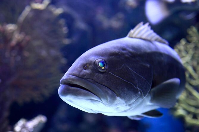 Antalya Aquarium, Wax Museum, Snow World, Wild Park, XD Cinema - Key Points