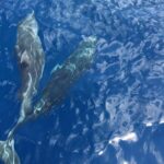 Appreciate the Amalfi coast on a luxury yacht! - The Itinerary: What to Expect from This Coastal Adventure