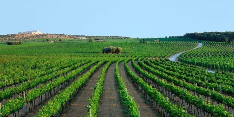Apulia: Guided Vineyard Tour with Wine Tasting - Visiting the Eco-Friendly Winery