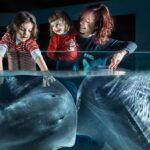 Aquarium of Cattolica Entry Ticket - Who Should Visit?