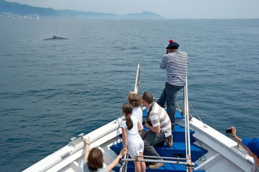 Aquarium of Genoa Ticket and Whale Watching Cruise - The Whale Watching Cruise Experience