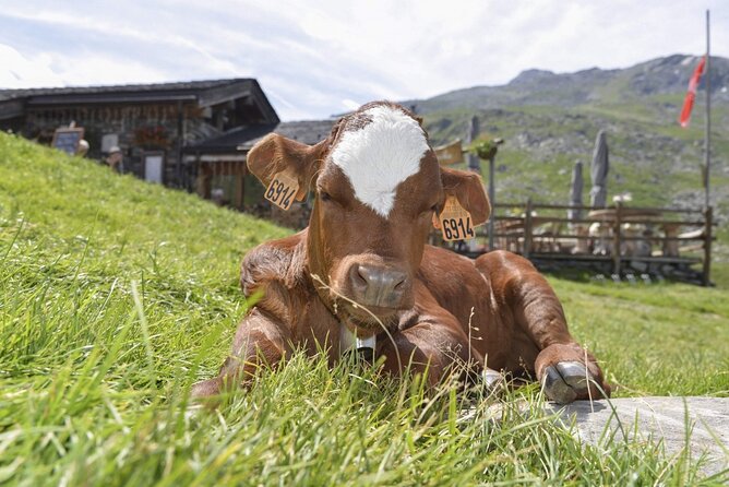Aravis Massif and visit to Chamonix - The Cheese Farm Visit in La Giettaz