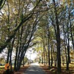 Archaeological Circuit of Fiais/Azenha and Cova da Moira - Practical Considerations and Value