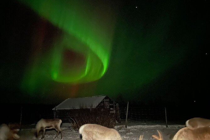 Arctic Adventure with Reindeer and Northern Lights Hunt 18:30 pm - The Full Experience: What to Expect on the Arctic Adventure Tour