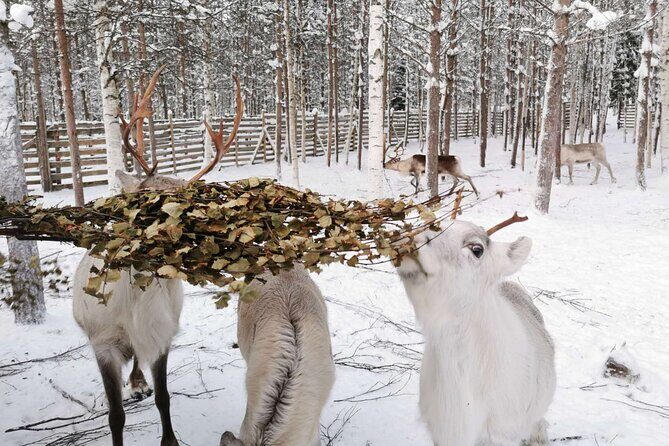 Arctic Animals Adventure with Lunch Buffet - What We Think Works Well