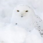 Arctic Polar Bear Adventure Afternoon Trip - Why This Tour Works for You