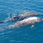 Argostoli: Full-Day Boat Trip with Lunch & Unlimited Drinks - The Itinerary Breakdown