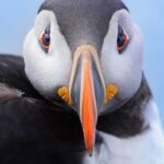 Around Hornøya - Birdwatching & Whalewatching Boat Excursion - The Value in This Experience