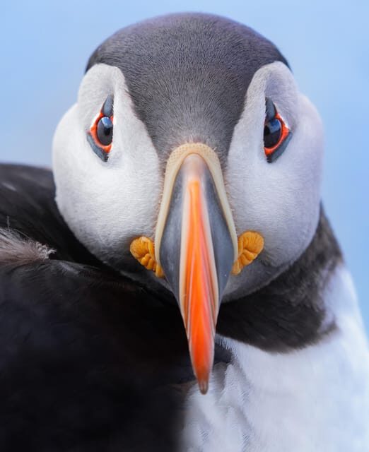 Around Hornøya - Birdwatching & Whalewatching Boat Excursion - The Value in This Experience