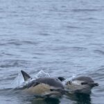 Arrábida - Sesimbra: Dolphin Watching - What You Can Expect During the Tour