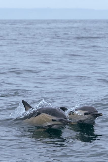 Arrábida - Sesimbra: Dolphin Watching - What You Can Expect During the Tour