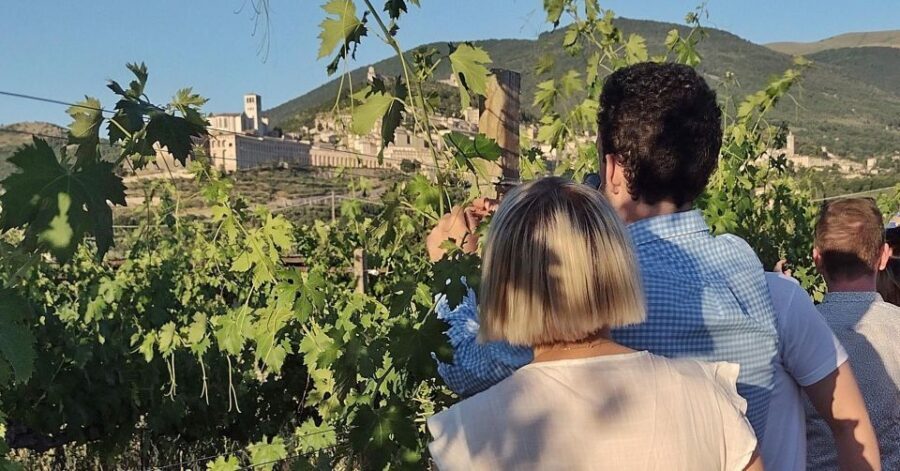 Assisi: Wine tasting, gourmet pairing, walk in the vineyards - What Travelers Love and What to Keep in Mind