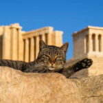 Athens: Acropolis Guided Tour with Skip-The-Line Tickets - Who Should Book This Tour?
