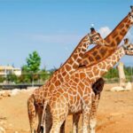Athens: Attica Zoological Park & Athens National Garden Trip - The Sum Up: Is This the Right Tour for You?
