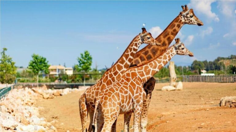Athens: Attica Zoological Park & Athens National Garden Trip - The Sum Up: Is This the Right Tour for You?