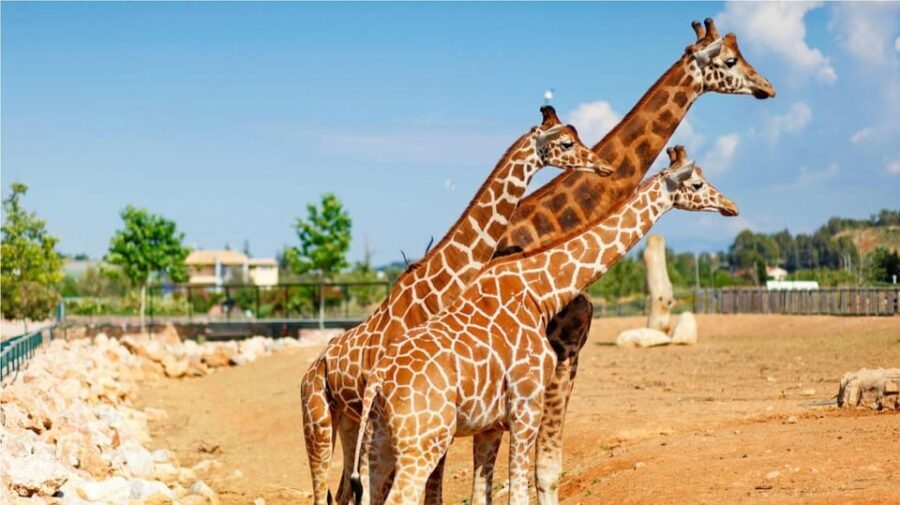 Athens: Attica Zoological Park & Athens National Garden Trip - The Sum Up: Is This the Right Tour for You?