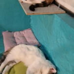 Athens: Cat Cafe Visit with Drink and Sweet - How the Experience Unfolds