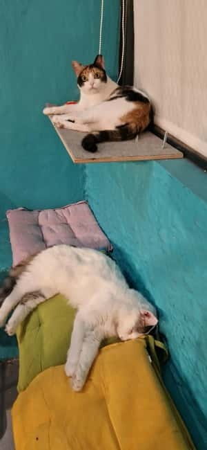 Athens: Cat Cafe Visit with Drink and Sweet - How the Experience Unfolds