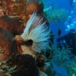 Athens East Coast: Open Water Diver Course in Nea Makri - Whats Included and How It Adds Value