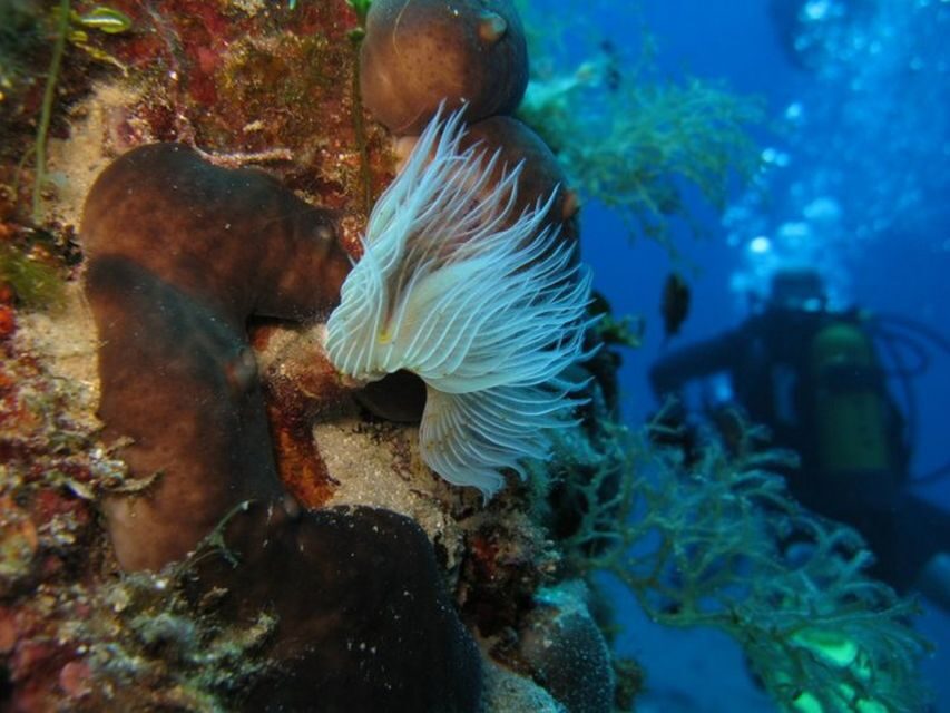Athens East Coast: Open Water Diver Course in Nea Makri - Whats Included and How It Adds Value