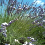 au départ Avignon: half-day lavender tour - Exploring the Provence Lavender Tour in Depth