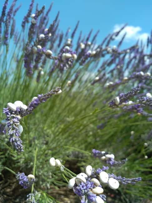 au départ Avignon: half-day lavender tour - Exploring the Provence Lavender Tour in Depth