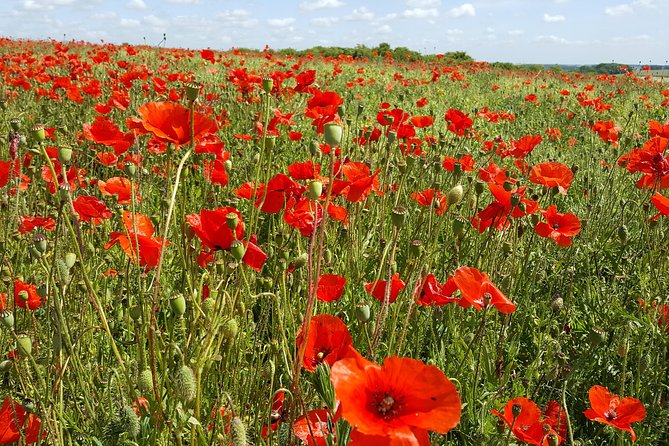 Australian and New Zealand Battlefield Day Tour in the Somme from Lille or Arras - Introduction: An Authentic Journey through WWI Battlefields