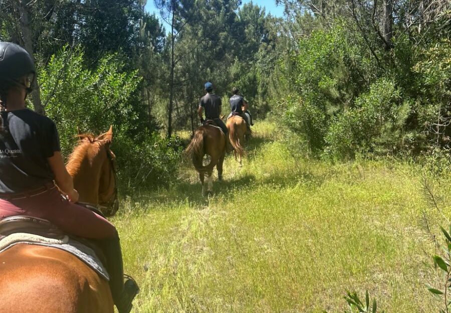 Aveiro: Horse Riding Experience with Instructor - Authentic Visitor Experiences